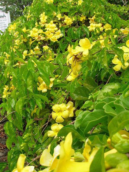 Dolichandra unguis-cati | Cat's Claw Vine | 10 Seeds