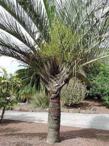 Dypsis Decaryi Triangle Palm 5 Seeds