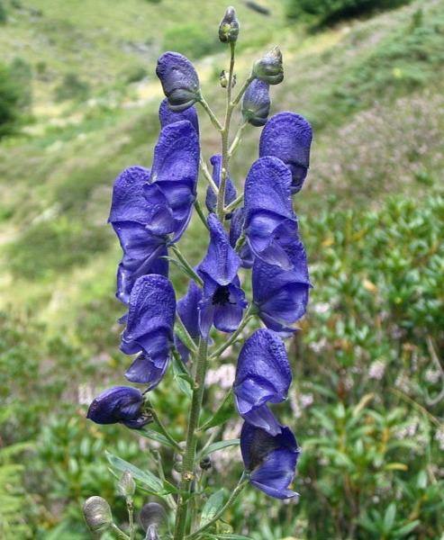 Aconitum napellus | Monkshood | 10 Seeds