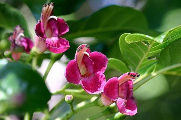 Vitex lucens Puriri | Puriri Tree | 10 Seeds