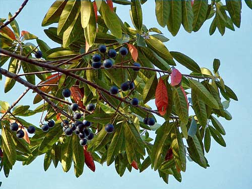 Elaeocarpus angustifolius | Blue Marble Tree | 5 Seeds