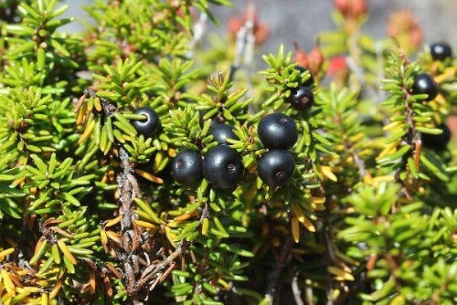 Empetrum nigrum | Black Crowberry | 30 Seeds