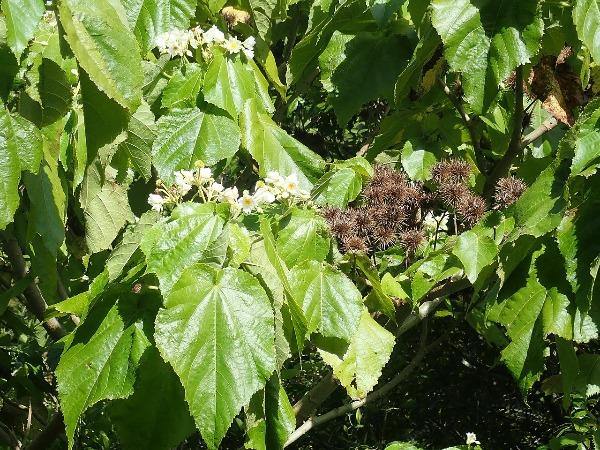 Entelea arborescens | New Zealand Mulberry | Whau | 10 Seeds