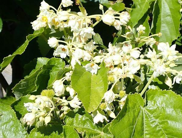 Entelea arborescens | New Zealand Mulberry | Whau | 10 Seeds