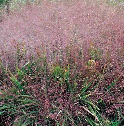 Eragrostis spectabilis | Purple Lovegrass | 200 Seeds