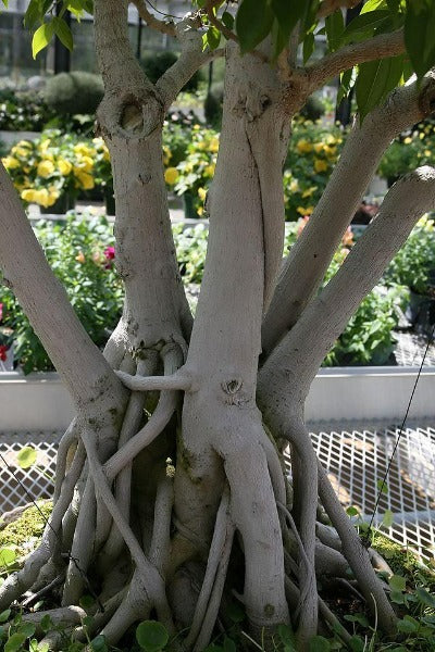 Ficus benjamina | Weeping Fig | 500 Seeds