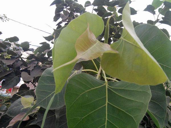 Ficus religiosa | Sacred Fig | 100 Seeds