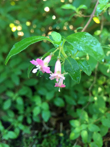 Fuchsia microphylla ssp. microphylla | Littleleaf Fuchsia | 10 Seeds