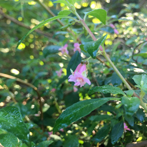 Fuchsia microphylla ssp. microphylla | Littleleaf Fuchsia | 10 Seeds