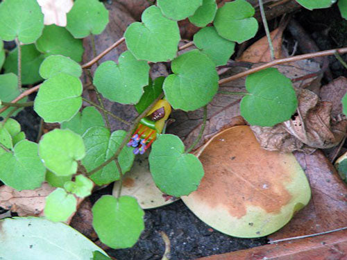 Fuchsia procumbens | Creeping Fuchsia | 10 Seeds