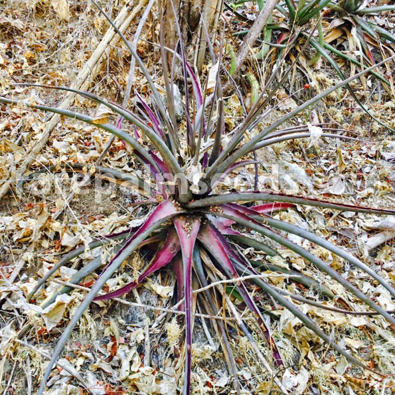Hechtia michoacana | Michoacan Bromeliad | 10 Seeds