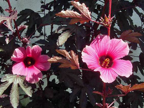 Hibiscus Mahogany Splendor | Red Leaf Hibiscus | 5 Seeds