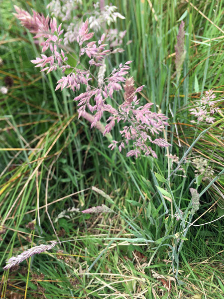 Holcus lanatus | Velvet Grass | Yorkshire Fog | 20 Seeds