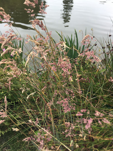 Holcus lanatus | Velvet Grass | Yorkshire Fog | 20 Seeds