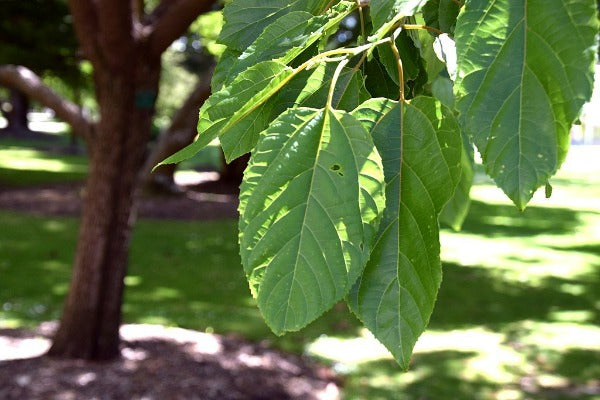 Trees