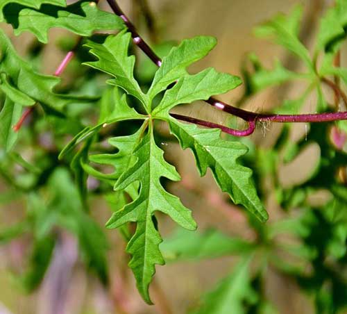 Merremia dissecta | Alamo Vine | 10 Seeds
