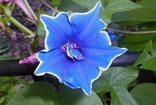 Ipomoea Nil | Blue Picotee | 5 Seeds