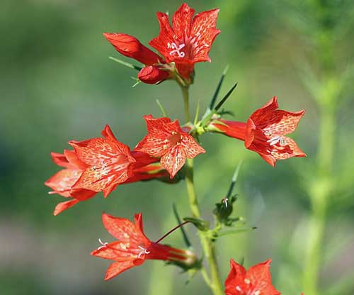 Ipomopsis rubra | Scarlet Gilia | 10 Seeds