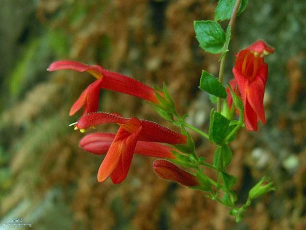 Keckiella cordifolia | Heartleaf Keckiella | 40 Seeds