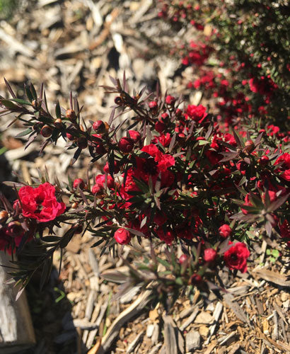 Leptospermum scoparium nanaum | Dwarf Manuka | 20 Seeds