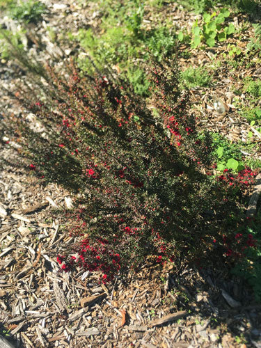 Leptospermum scoparium nanaum | Dwarf Manuka | 20 Seeds