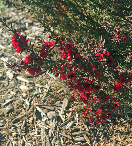 Leptospermum scoparium nanaum | Dwarf Manuka | 20 Seeds