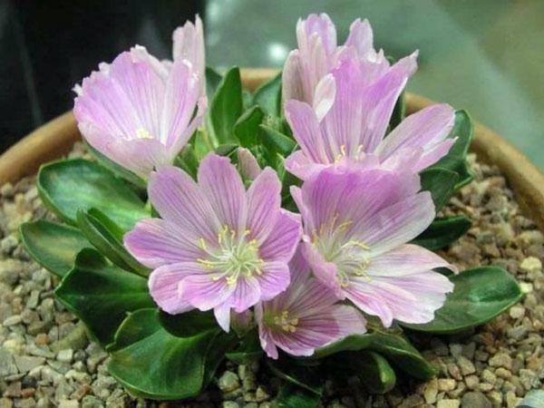 Lewisia brachycalyx | Cliff Maids | 10 Seeds