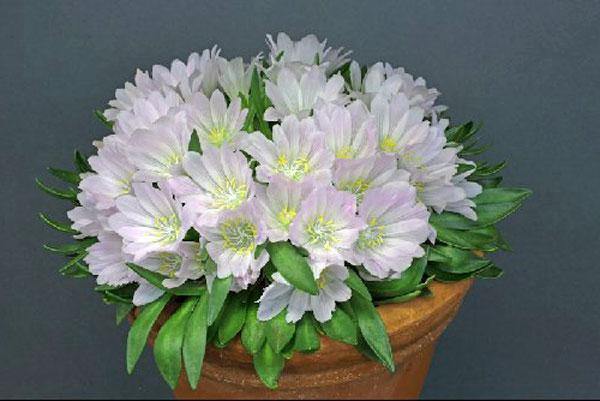 Lewisia brachycalyx | Cliff Maids | 10 Seeds