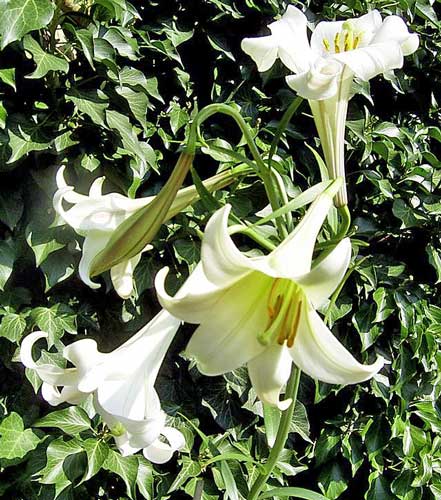 Lilium philippinense | Philippine Lily | 5 Seeds