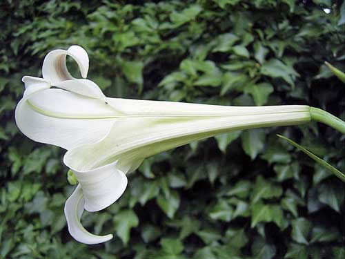 Lilium philippinense | Philippine Lily | 5 Seeds