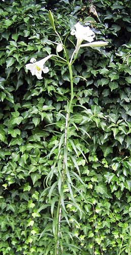 Lilium philippinense | Philippine Lily | 5 Seeds