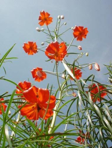 Lilium pumilum | Coral Lily | Siberian Lily | 10 Seeds
