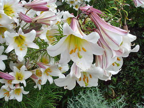 Lilium regale | Royal Lily | 10 Seeds
