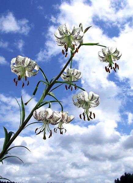 Lilium taliense | Tali Lily | Yunnan Lily | 10 Seeds