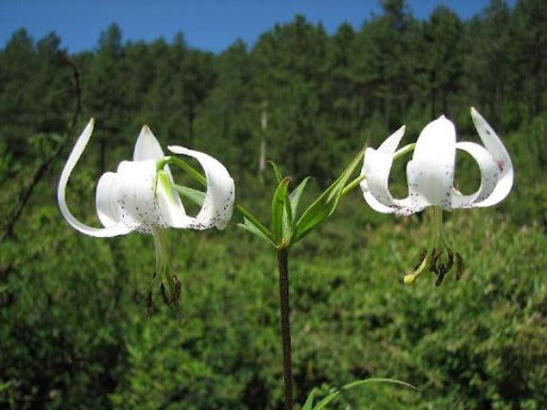 Lilium taliense | Tali Lily | Yunnan Lily | 10 Seeds