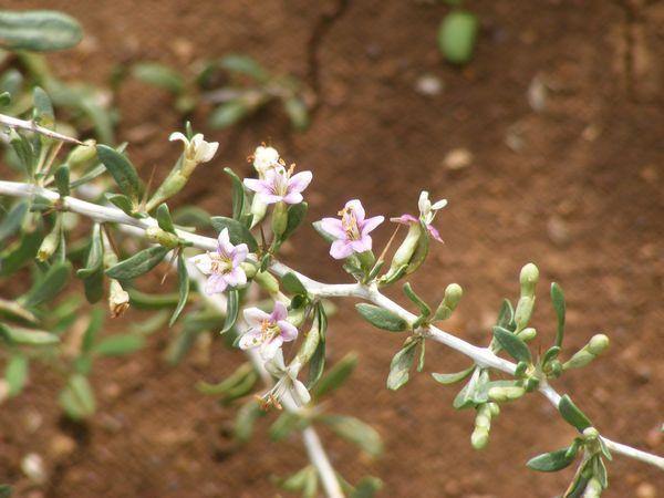 Lycium ruthenicum | Black Goji Berry | 100 Seeds