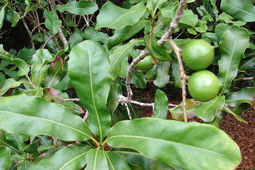 Macadamia integrifolia | Smooth-Shell Macadamia | 10 Seeds