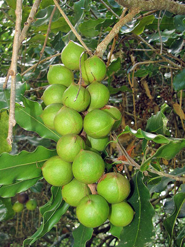 Macadamia integrifolia | Smooth-Shell Macadamia | 10 Seeds