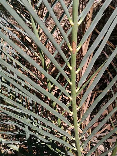 Macrozamia communis | Burrawang | Cycad | 5 Seeds