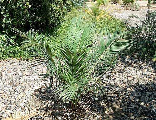 Macrozamia communis | Burrawang | Cycad | 5 Seeds