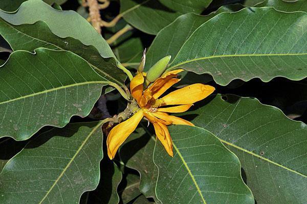 Magnolia champaca | Joy Perfume Tree | Champak | 10 Seeds