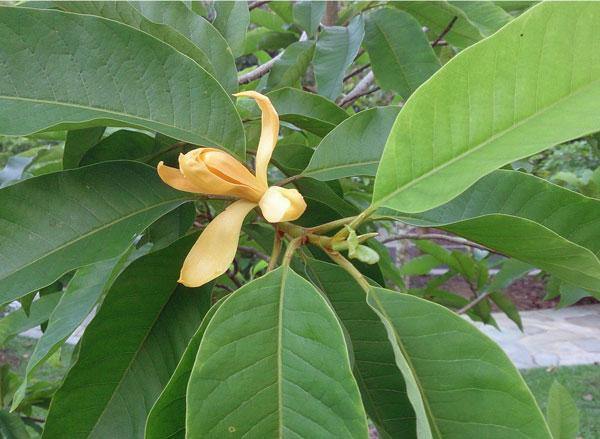 Magnolia champaca | Joy Perfume Tree | Champak | 10 Seeds