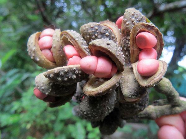 Magnolia champaca | Joy Perfume Tree | Champak | 10 Seeds