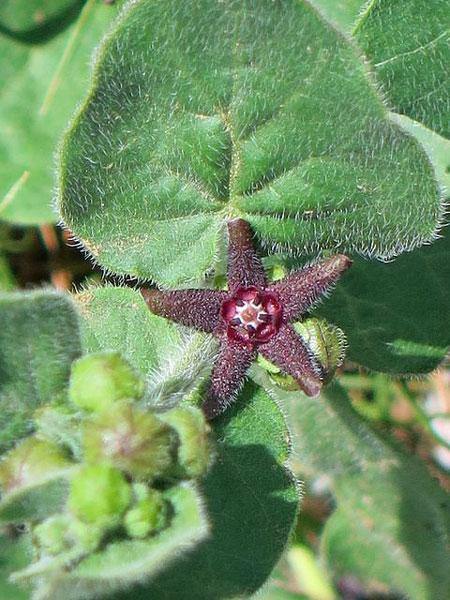 Matelea biflora | Purple Milkweed Vine | 5 Seeds