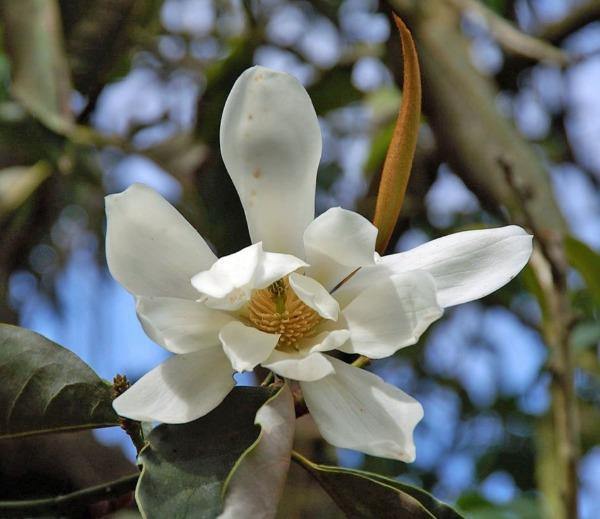 Magnolia doltsopa | Sweet Michelia | 10 Seeds