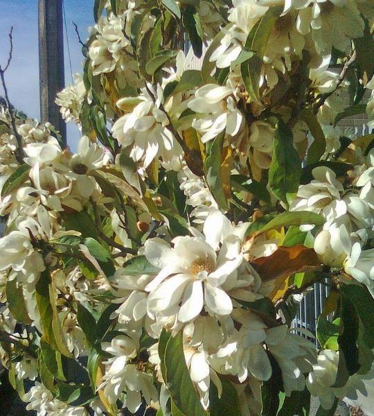 Magnolia doltsopa | Sweet Michelia | 10 Seeds