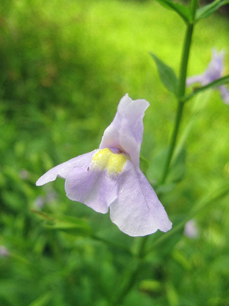 Mimulus ringens | Allegheny Monkeyflower | 20 Seeds
