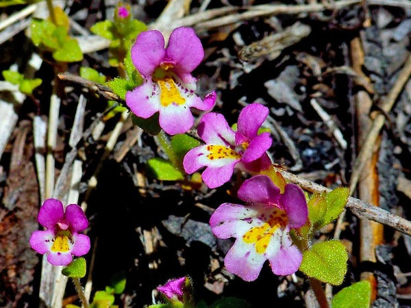 Mimulus tricolor | Tricolor Monkeyflower | 50 Seeds