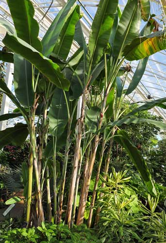 Musa thomsonii | Thomson's Banana | 20 Seeds