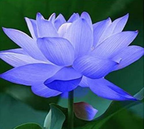 Nelumbo nucifera Blue | Blue Water Lily | 5 Seeds